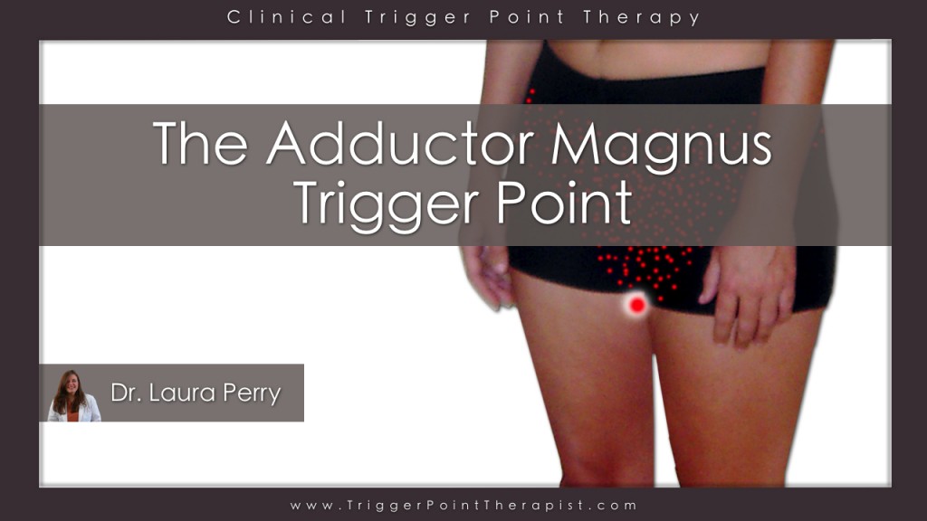 Adductor Trigger Points The Pms Trigger Point
